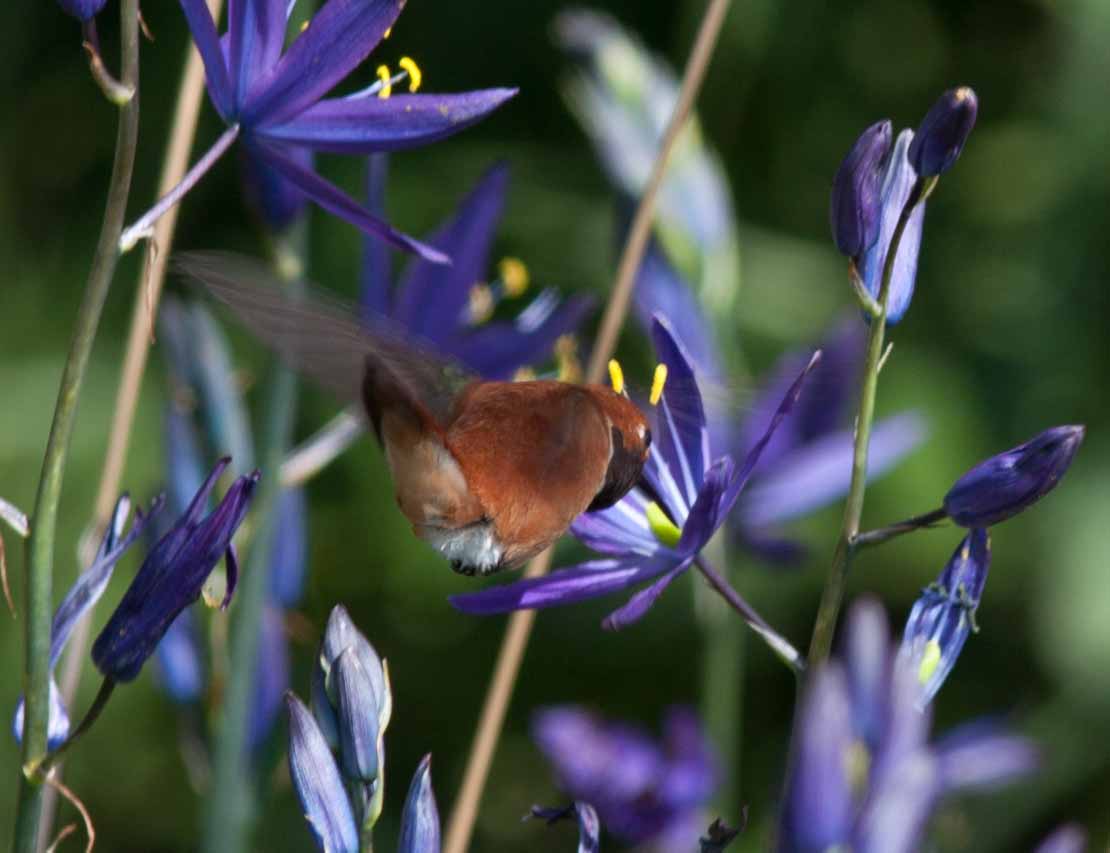 Island Time on Yellow: Rufous hummingbirds through the flowering season