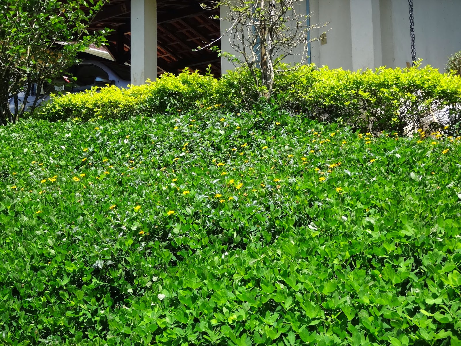 Uma flor por dia: Vedélia