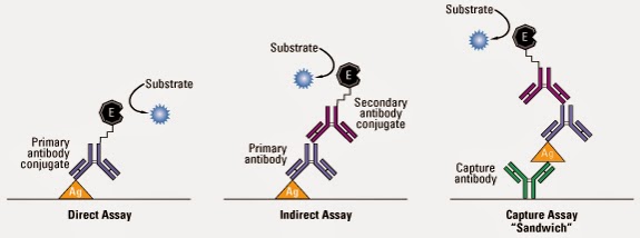 Lab Series# 4: Antigen Antibody reaction