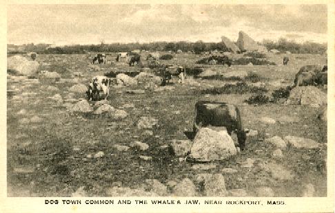 Nutfield Genealogy: Stone Wall Stories - #3 Dogtown, Massachusetts