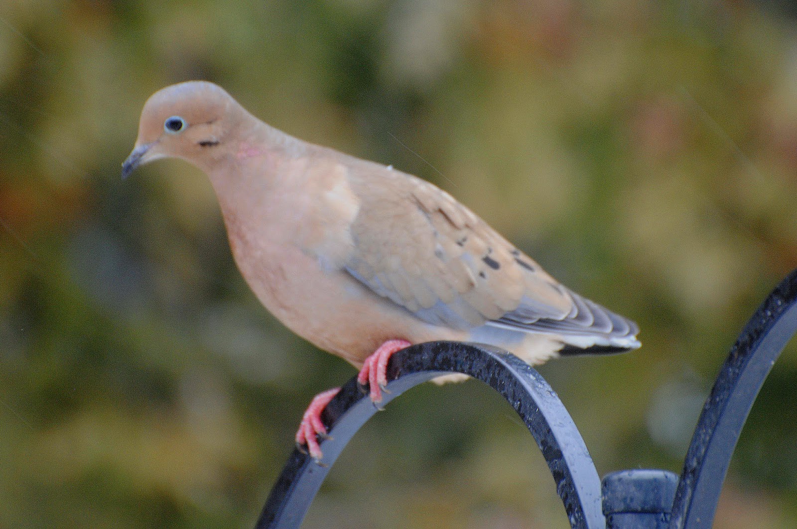 BARRY the BIRDER: Dove loses tail feathers to hawk