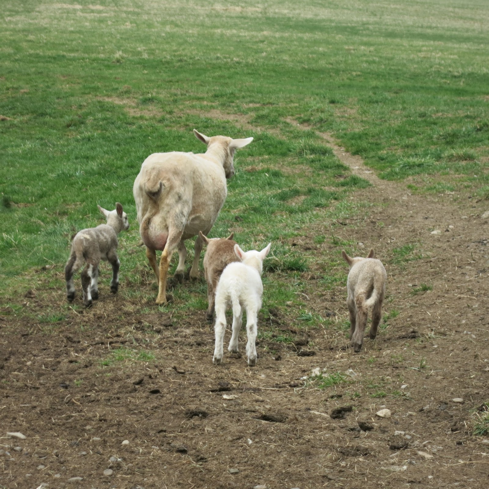 The Dancing Donkey: Lambs, lambs and more lambs