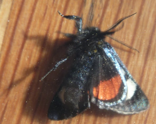 Springfield Plateau: Grapevine Moth