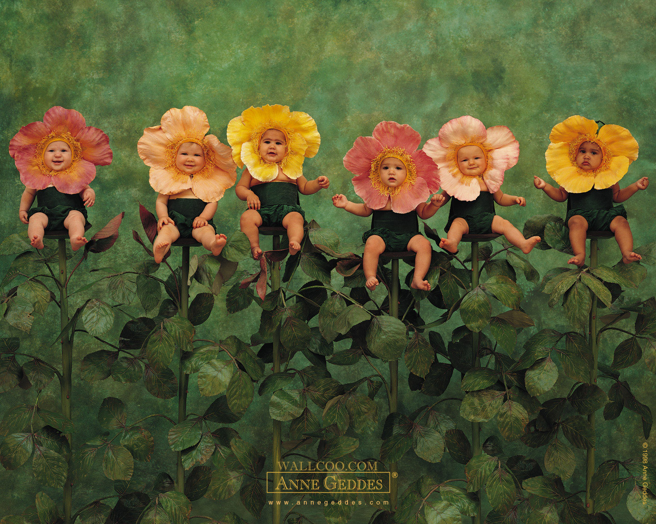 Fotos de anne geddes gratis - Imagui