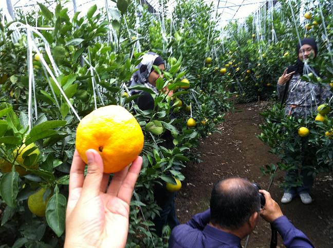 Hallabong - Jeju tangerine