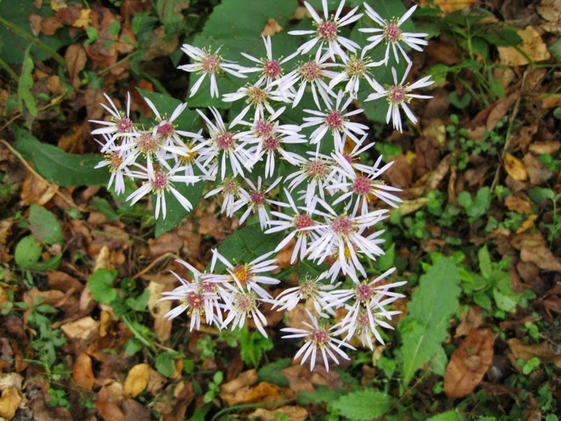 Plants and Stones: Roadside Asters