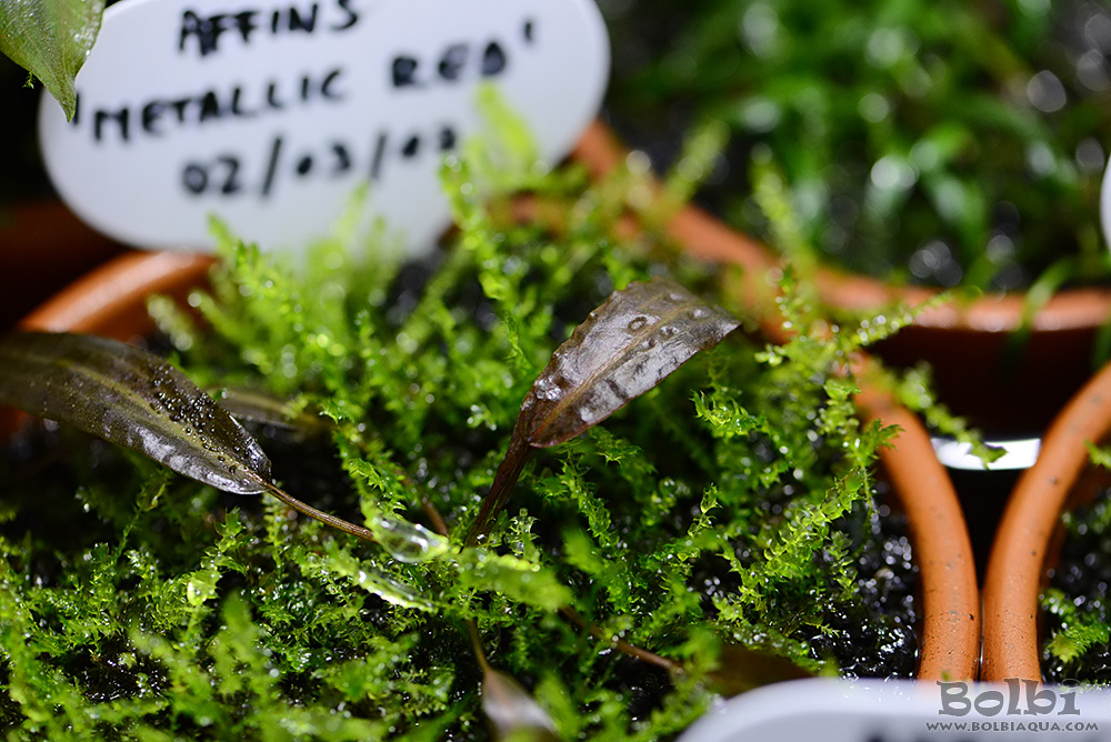 Growing Cryptocoryne emersed - High-tech setup ~ Bolbi Aquarium