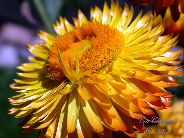 Orange Strawflower