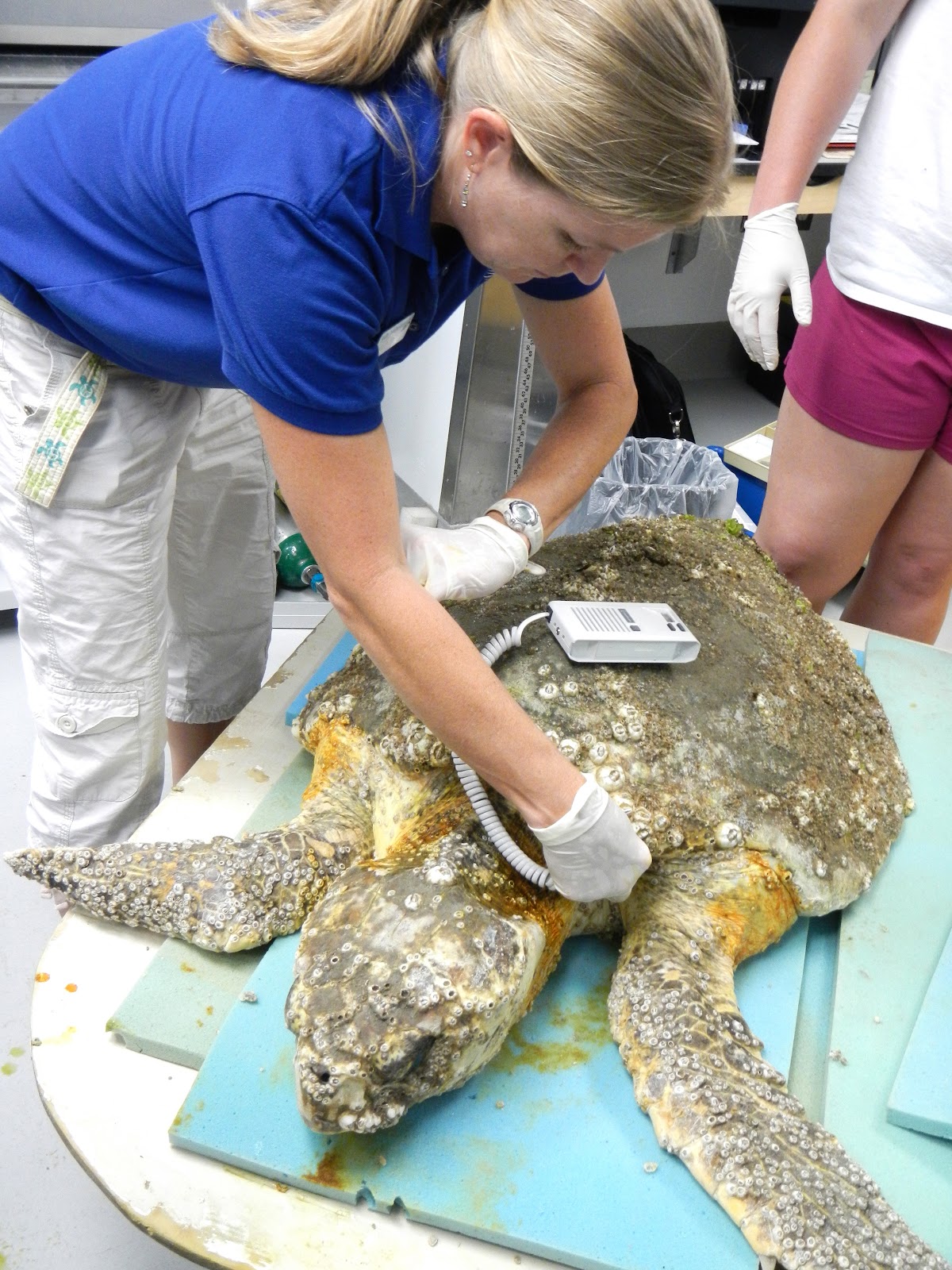 Sea Turtle Hospital: May 30, 2013