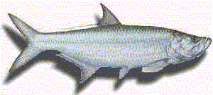 LA PESCA Y SU REALIDAD OCULTA