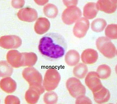 Ciencias de Joseleg: Los leucocitos monocitos