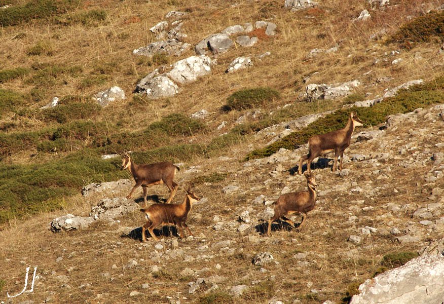 Imágenes de nuestra fauna: Rebeco cantábrico (Rupicapra rupicapra)