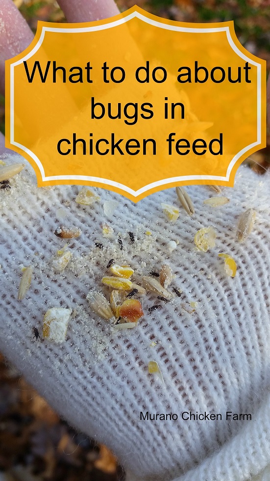 Bugs In The Chicken Feed Murano Chicken Farm