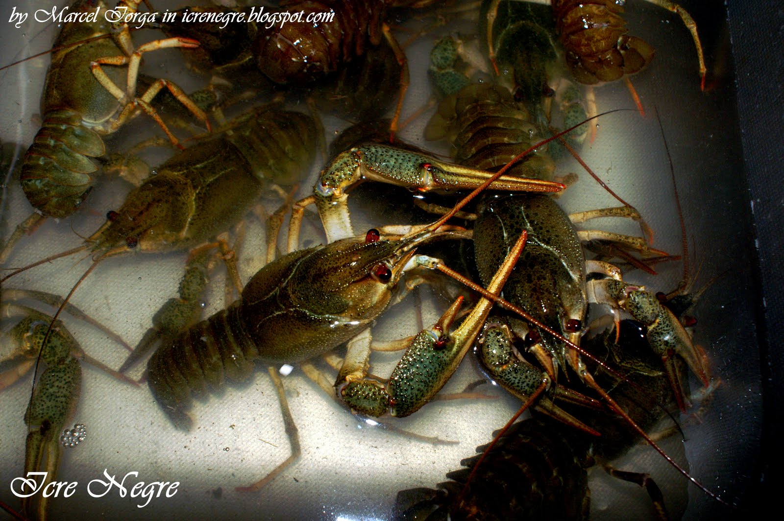 Icre Negre: Raci fierti si serviti cu sos "O Mie de Insule"