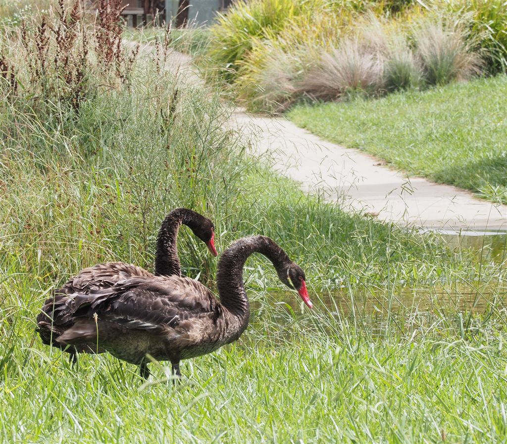 Majura birds: Tweedledum and Tweedledee