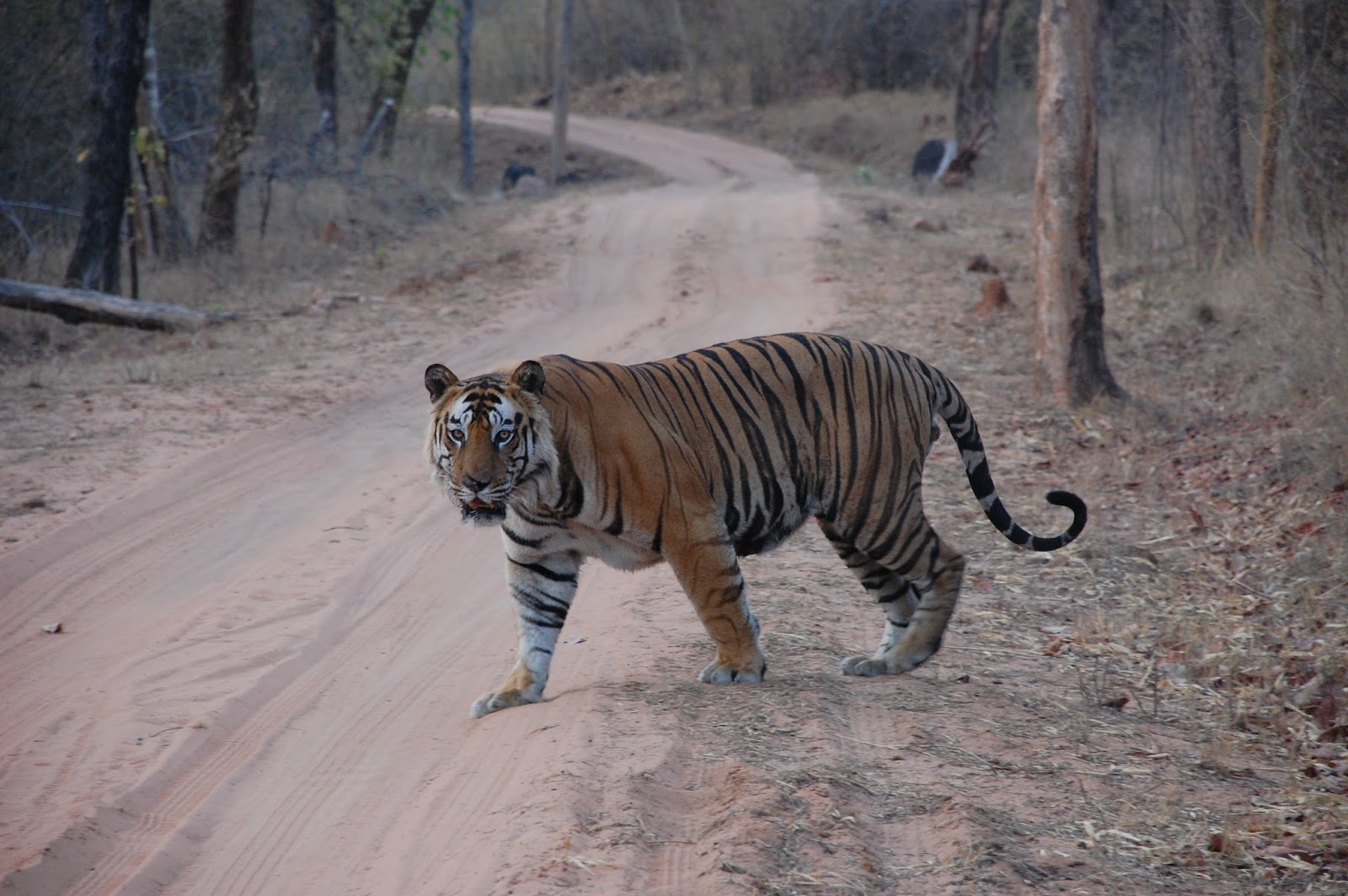 A tiger above the rest - A tribute to the Big Bam of the Central Highlands
