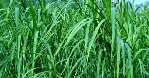 CARA BUDIDAYA RUMPUT GAJAH UNTUK PAKAN TERNAK - Rangkuman Cara Bertanam ...