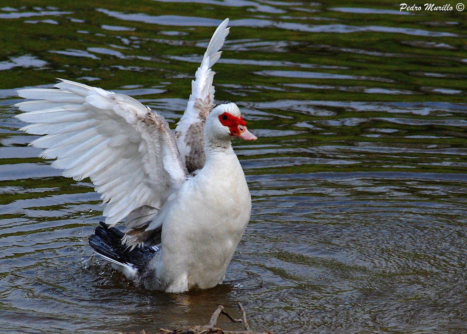 Las excursiones de Murillo "murillonature": Pato Criollo (Cairina ...
