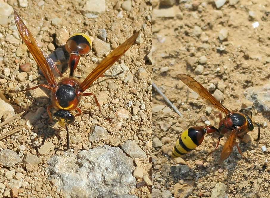 Catalogue of Organisms: Delta Wasp