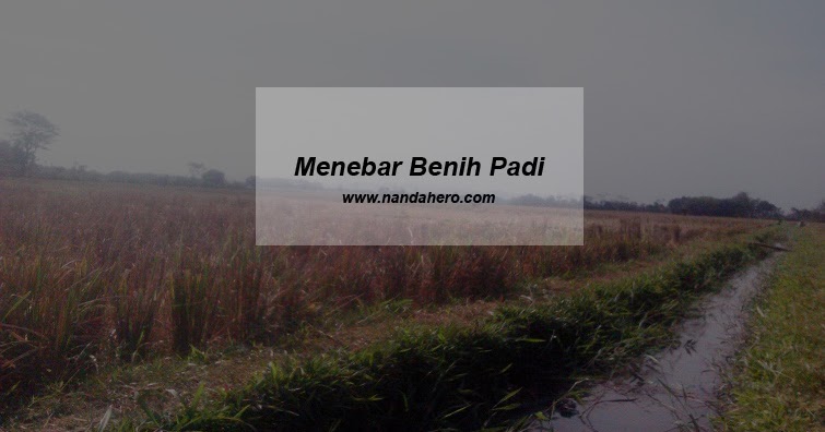 √ Menebar Benih Padi (Nampek) - Nanda Hero