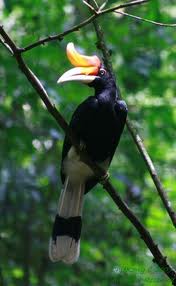 Burung Enggang Statusnya Terancam Punah | Dunia Burung Dan Hewan