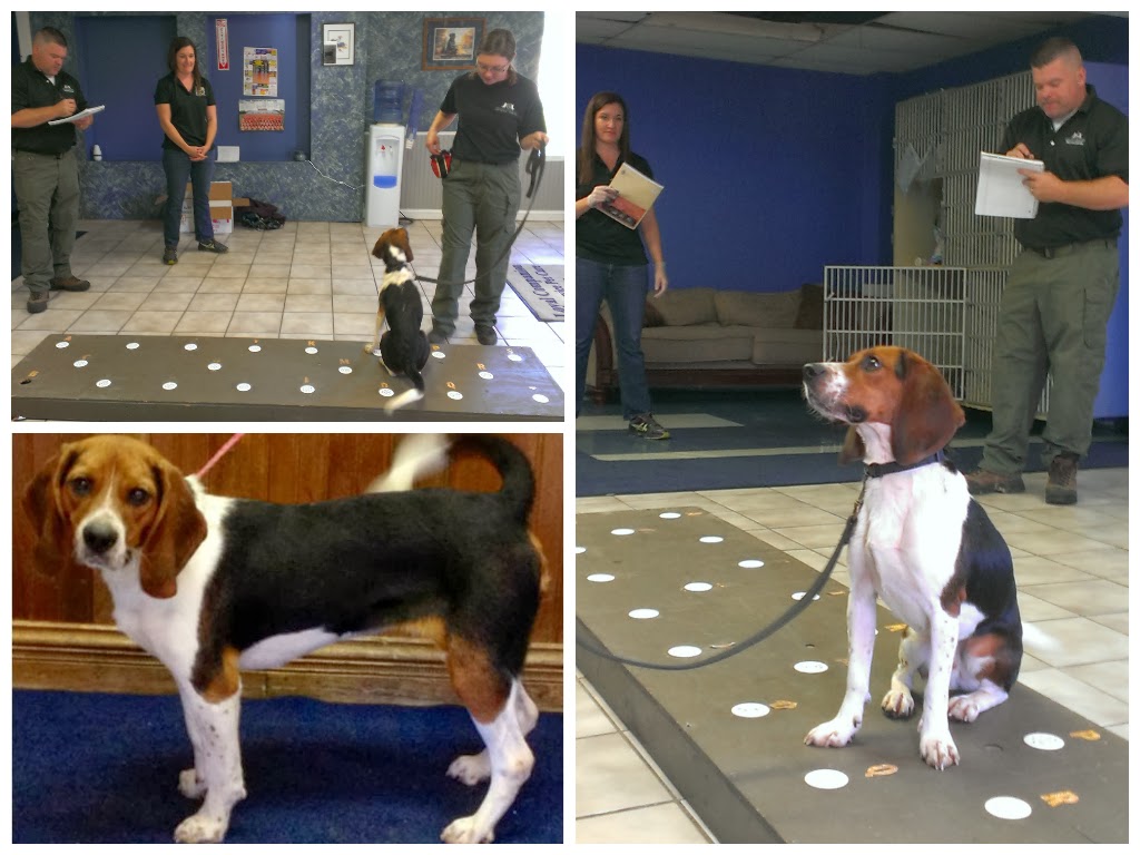 Life With Beagle: Elvis the beagle and his power of pregnancy detection