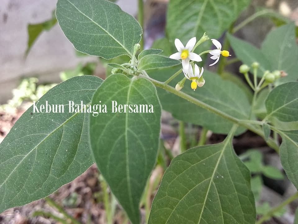 Kebun Bahagia Bersama: Sayur Meranti