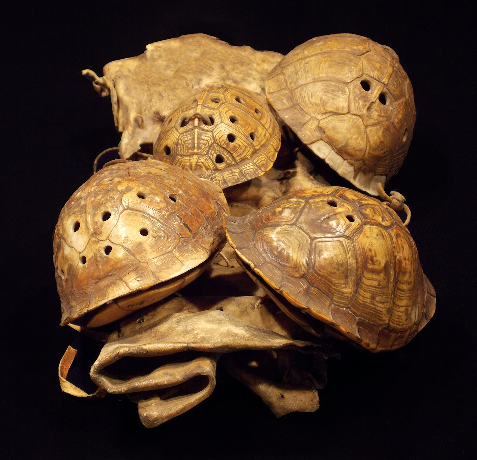 XTerraSpace: Turtle shells served as symbolic musical instruments for ...