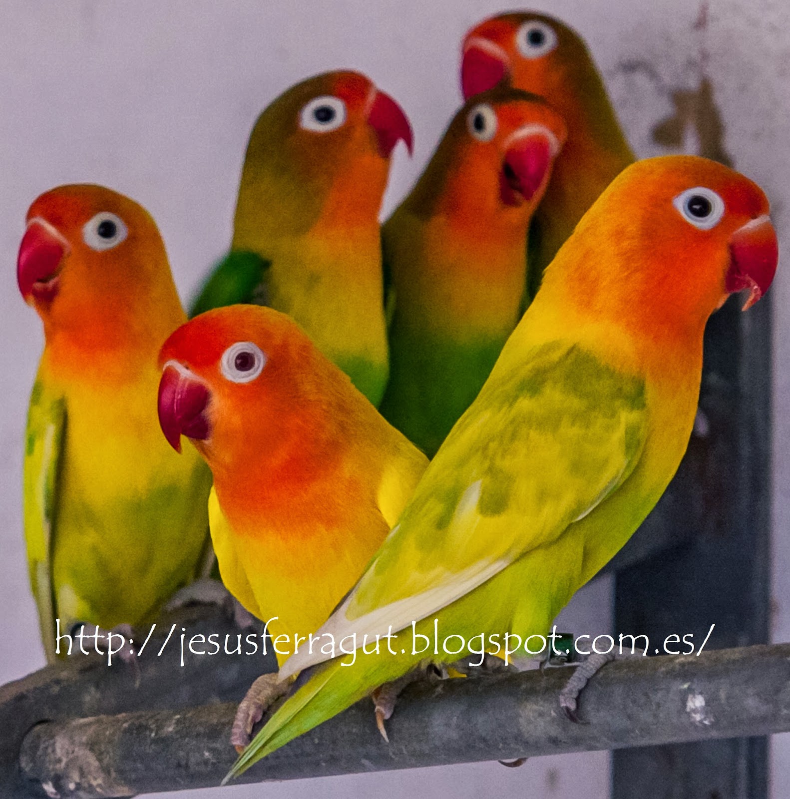 El Blog de Jesús Sánchez-Ferragut: PÁJAROS DE COLORES 2