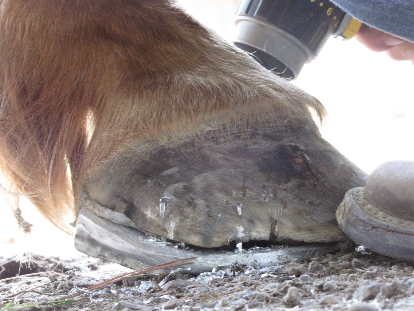 Innovative Equine Podiatry: White line disease case study