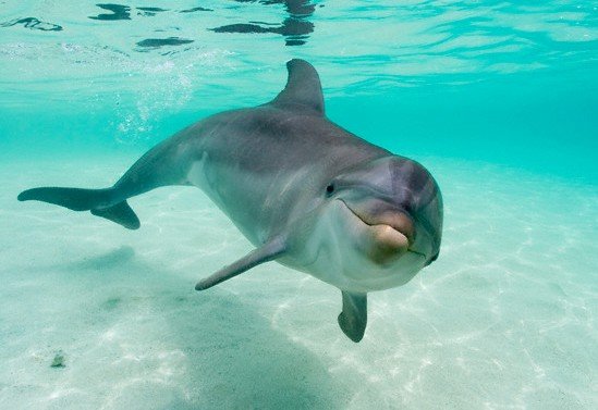 IMÁGENES Y FOTOS DE ANIMALES: Delfines