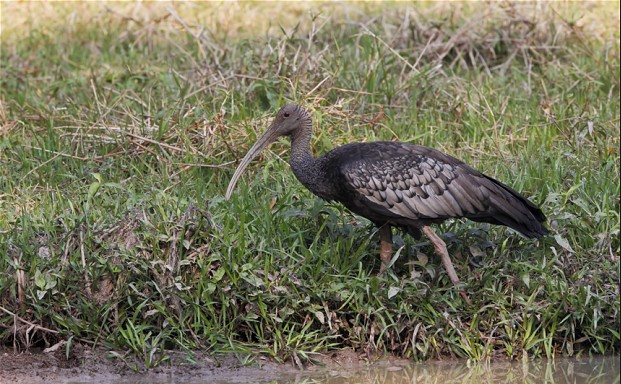 VISITEUSSOON: Giant Ibis