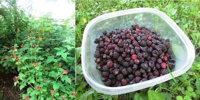 The American Haggard Housewife: Early to Bed, Early to Rise