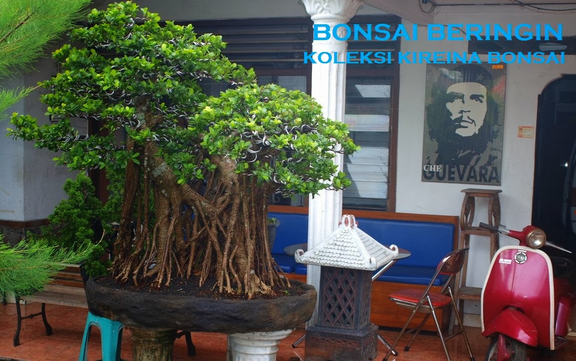 KIREINA BONSAI: BONSAI BERINGIN KOLEKSI KIREINA BONSAI