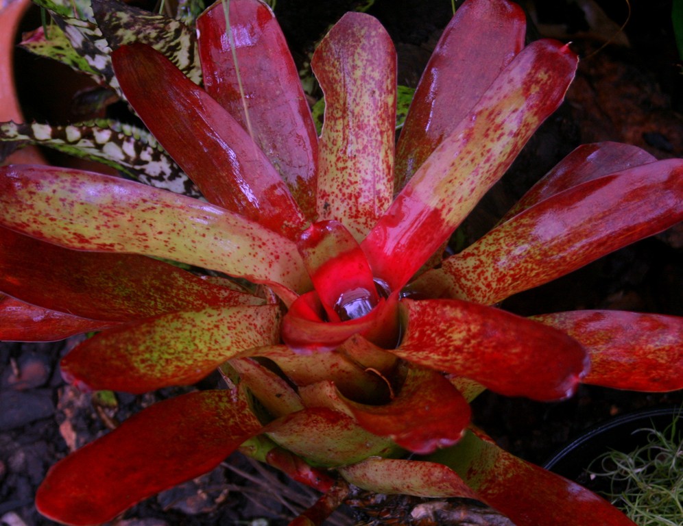 Bromeliad Exotics: ***Photo Page 2 - *Bromeliad-Exotics*