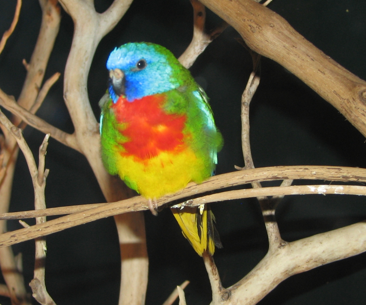 Small Pet Birds Stuff by Stanton Birdman: Small Pet Birds - Australian ...