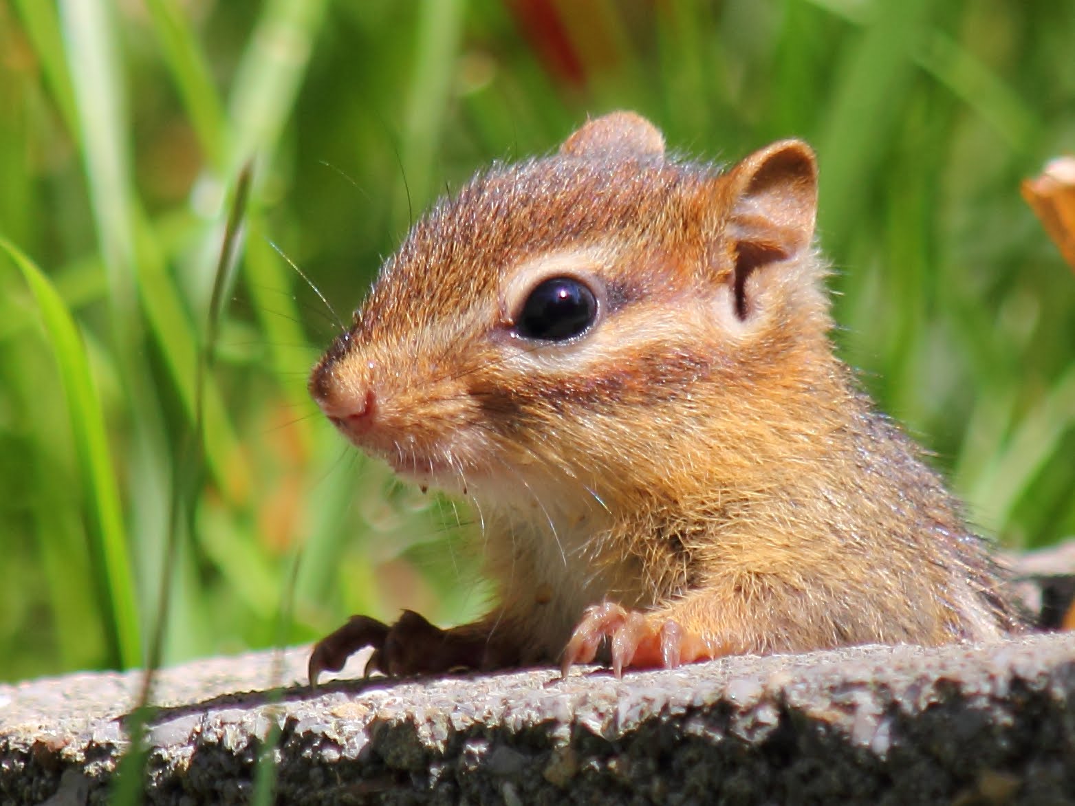 Virginia Life: New Arrivals at the Bird Feeder