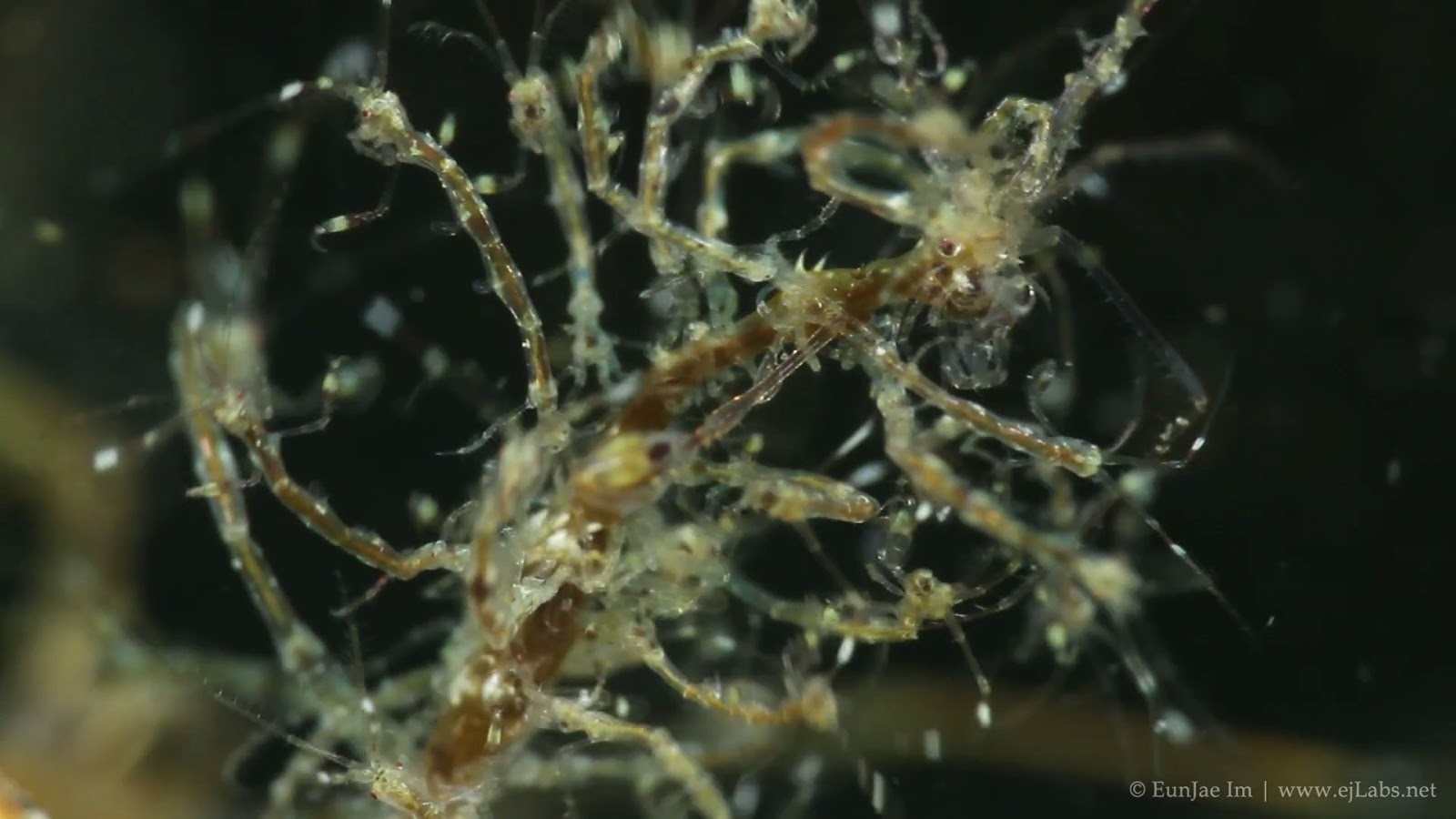 Real Monstrosities: Skeletons of the Sea