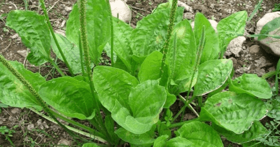 Health and Medicine: Trputac – korov koji zacjeljuje rane i zaustavlja ...