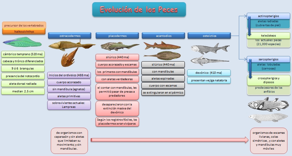 Evolución de los Vertebrados: Vertebrado ancestral
