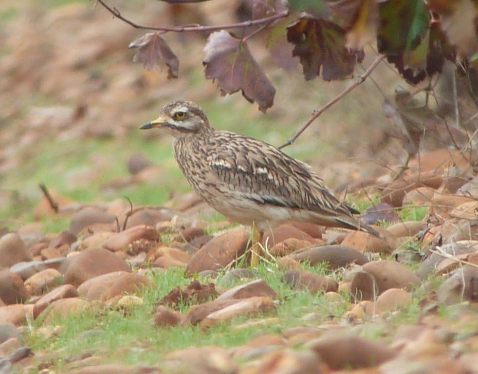 BIRDINGLEON: Más Alcaravanes en Grulleros.