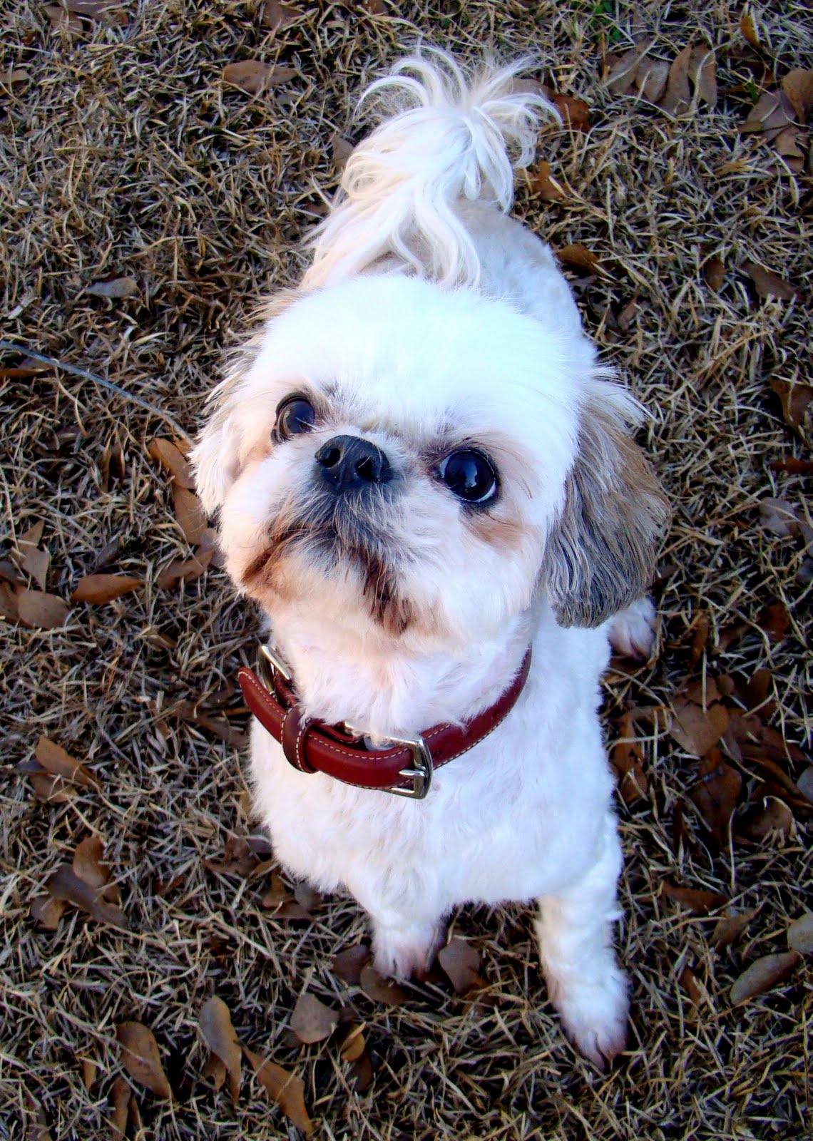 Adjusting Pets to New Baby - The Journey of Parenthood...