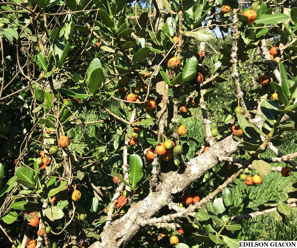 Viveiro Ciprest - Plantas Nativas e Exóticas: Mangostão Africano ou ...