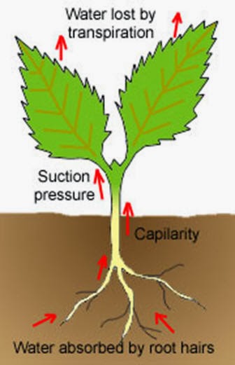 Absorpsi Air dan Mineral | Pendidikan Biologi Universitas Halu Oleo