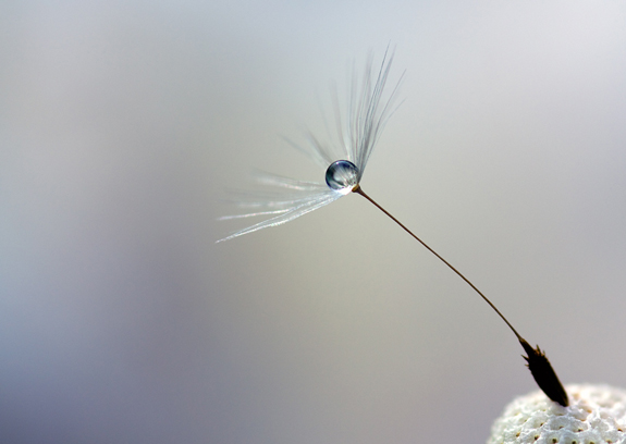 best photos 2 share: Creative Macro Photography Ideas