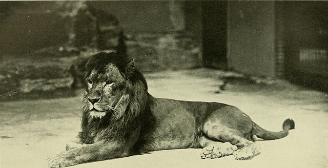 Animal Images: Barbary Lion Images (Extinct)