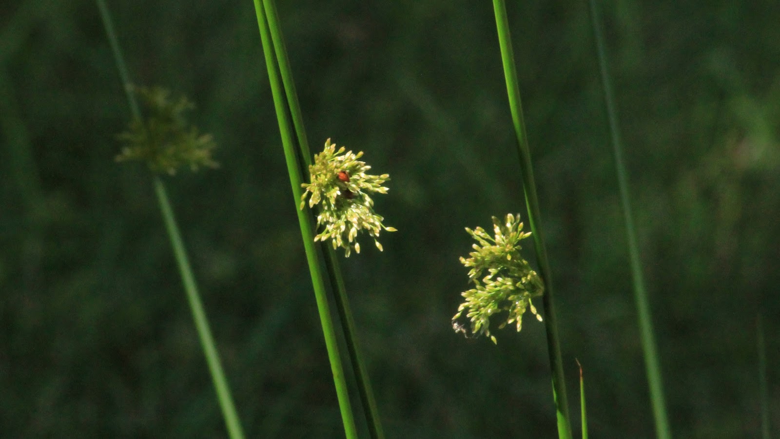 Nature views: Karplanter (99)