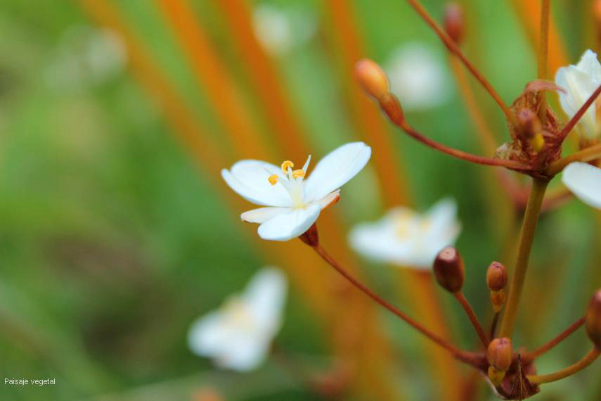 Paisaje vegetal: Floreciendo en julio 2.013
