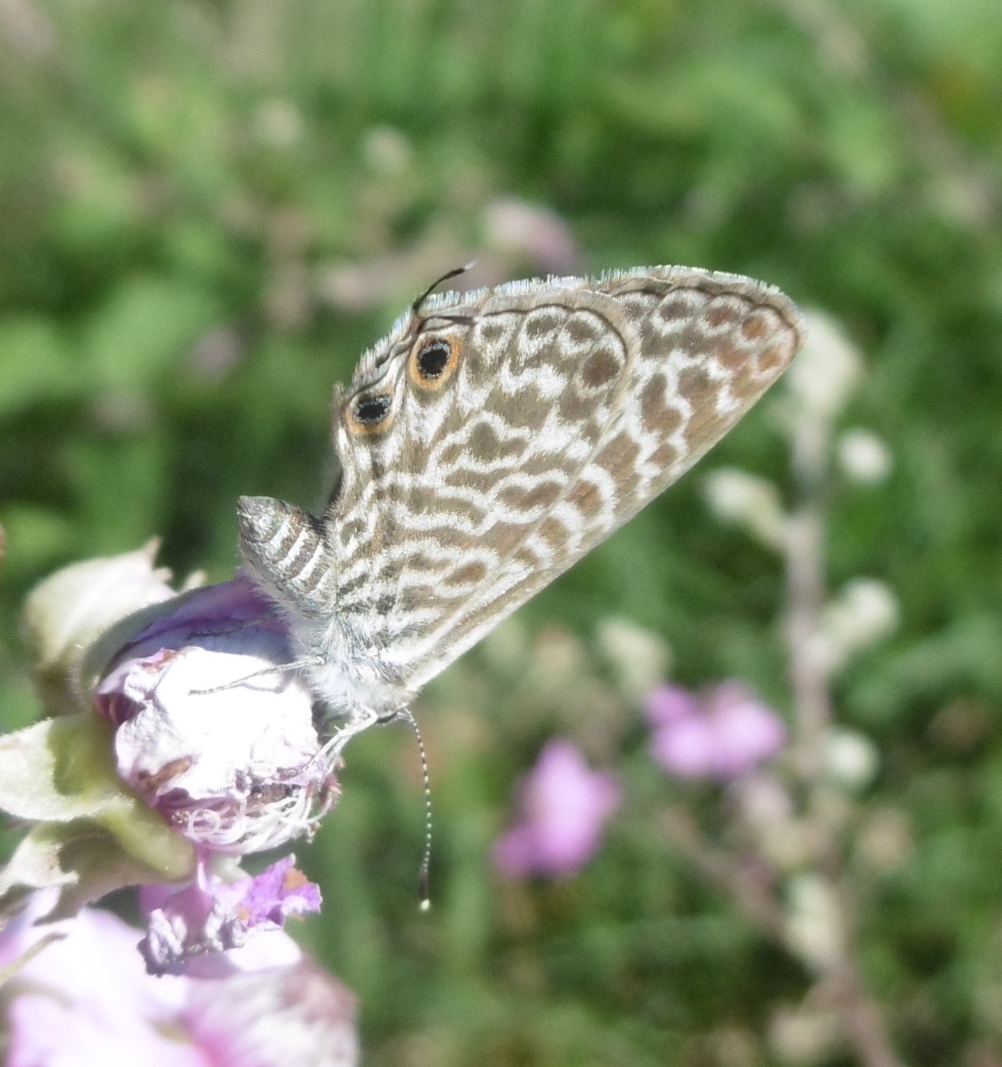 Martin's Moths: Holiday moths