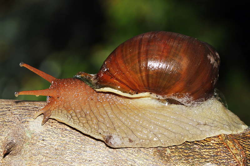 André Bernard - Fotografia de Natureza: Caracol brasileiro deve ser ...